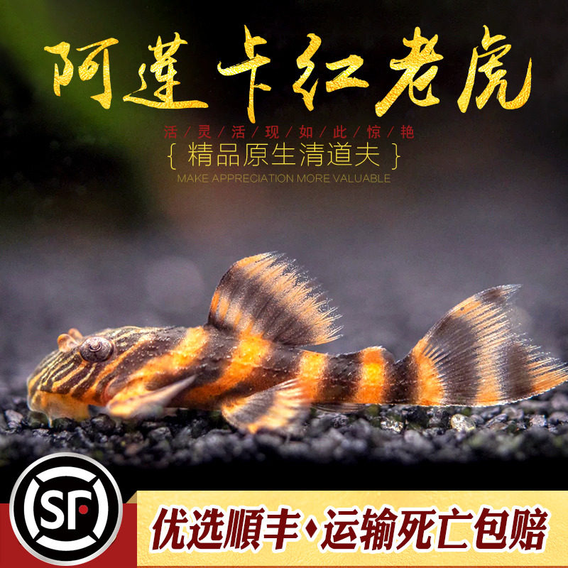 阿莲卡红老虎L397异型鱼观赏热带鱼底栖工具鱼中大型淡水异形活体_虎窝淘