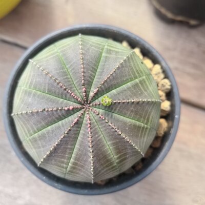 布纹球D165实生块根植物仙人球一物一拍精品拍摄于260317