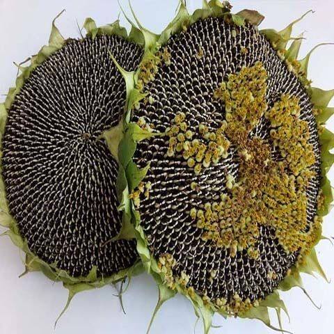 2026向日葵葵花籽新鲜向日葵盘原味农家新鲜葵瓜子葵花盘带盘食用