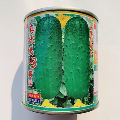 真优美U3纳沙水果黄瓜种子