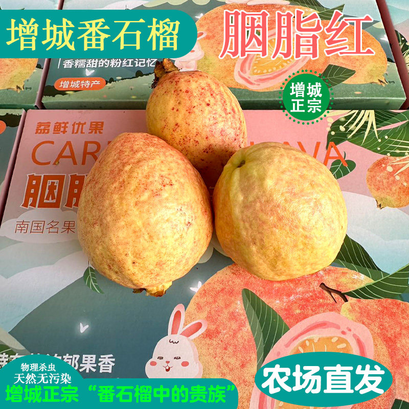 胭脂红芭乐红心番石榴软糯鸡屎果当季整箱应季水果潘巴乐10斤包邮