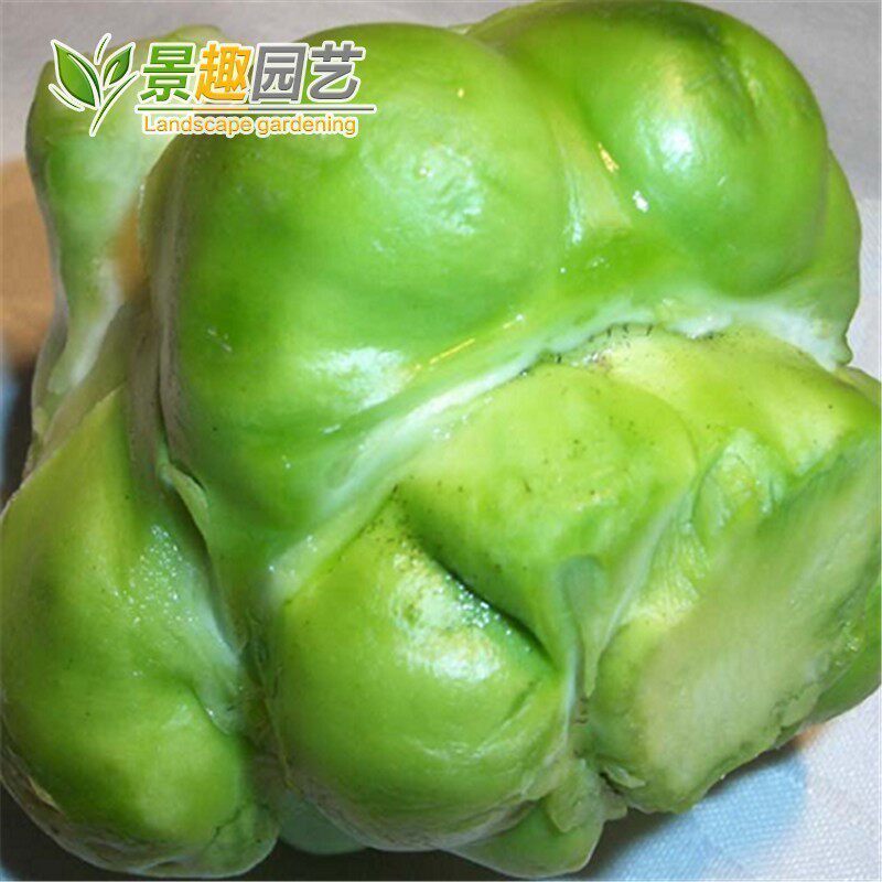 榨菜种子特大种籽四川耐寒泡菜咸菜家庭易种耐抽苔早熟庭院阳台
