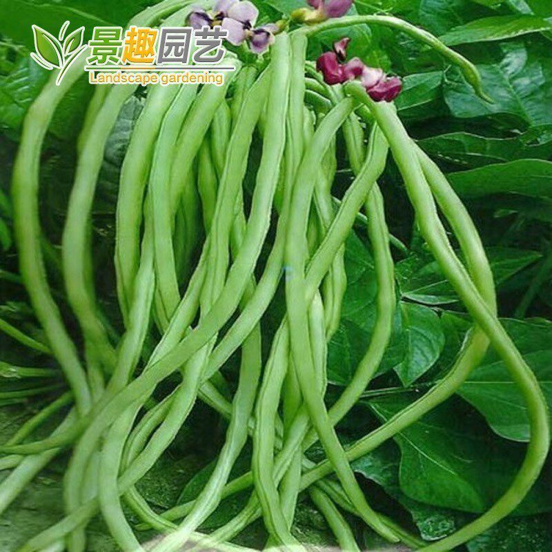 无架豆种子无茎豆种子无需搭架的豇豆豆角良种家庭庭院好吃易种