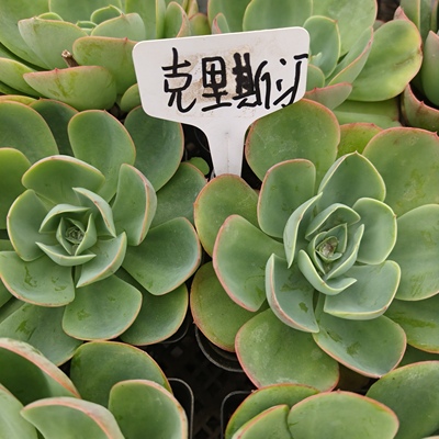 刘家花坊  克里斯丁多肉    精品老桩批发基地  室内室外清新绿植
