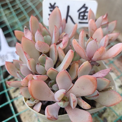 刘家花坊  美人鱼多肉    精品老桩批发基地  室内室外清新绿植