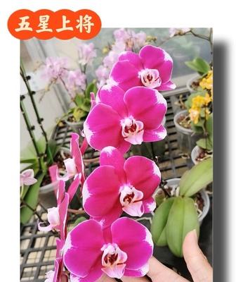 新品大花：3.5寸杯双剑 五星上将开花或花苞