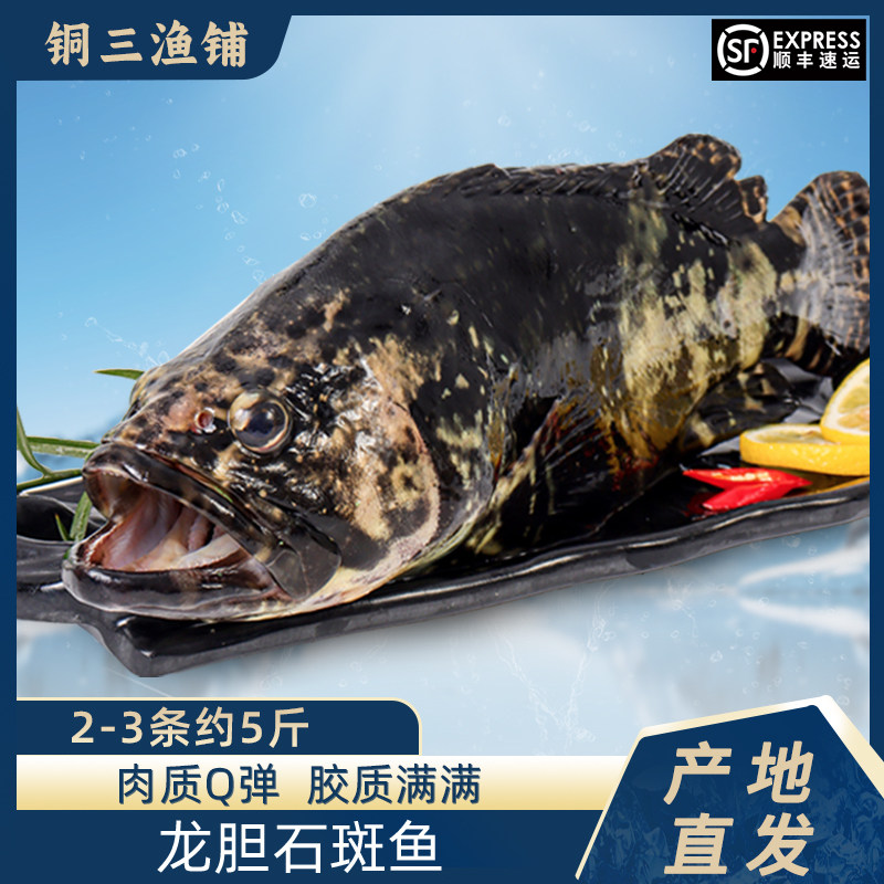 新鲜龙胆石斑鱼冷冻海鲜水产5斤装0.7~1.2kg/条深海鱼龙趸大斑鱼
