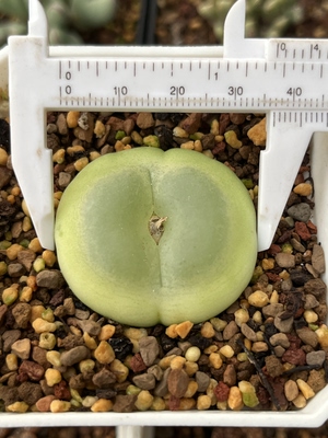 拉登母本带种荚肉锥3.65cm