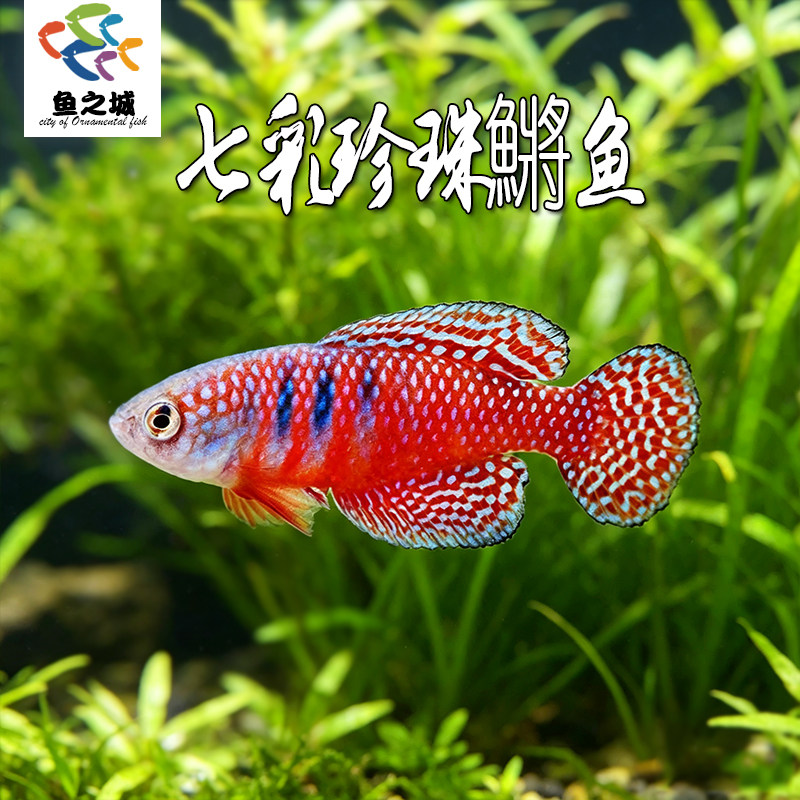 七彩珍珠鳉鱼灯鱼淡水新手群游鱼梦幻珍珠黄金帝王灯南美钻石灯