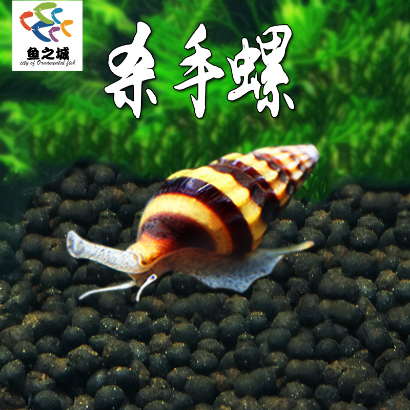 杀手螺蜜蜂宝塔螺 大黃蜂螺 除杂螺除蜗牛工具螺 草缸活体观赏螺