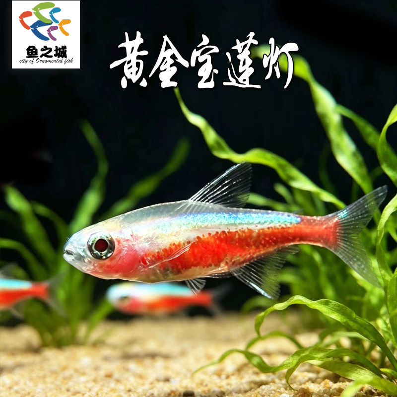 黄金宝莲灯鱼群游鱼新手淡水鱼黑尾大勾红绿灯天使鱼米奇玛丽孔雀