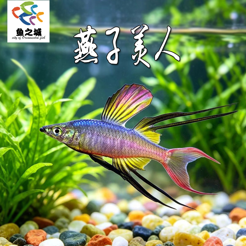 燕子美人灯鱼丝鳍彩虹鱼淡水观赏鱼群游鱼帝王灯柠檬灯红绿灯新手