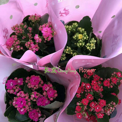 长寿花盆栽家乐花室内带花包邮