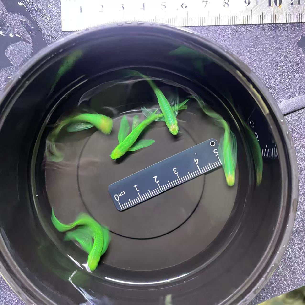 暗夜绿蝶翼斑马中大号龙凤暗夜暗夜红小型淡水热带鱼活体观赏鱼