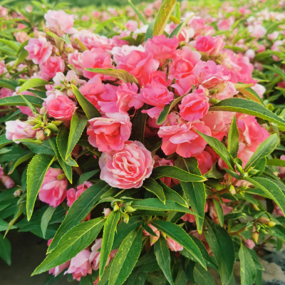 重瓣中国凤仙种子100粒