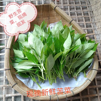 苦菜野菜四川野生苦菜公苦麻菜苦菜现摘现发3斤包邮新鲜食用野菜