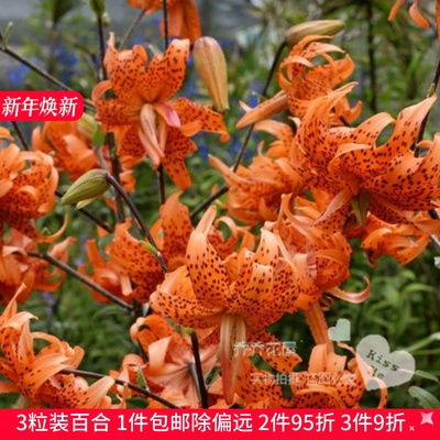 乔乔花屋 荷兰进口百合花种球LA重瓣系列无香多个品种 3粒装现货