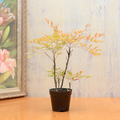 南天竹盆景老桩耐寒禅意