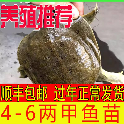 【包活送到】新鲜小甲鱼大苗