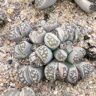 0022，8.7厘米，12个头丽红群