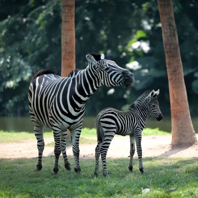 广州长隆野生动物世界门票+广州长隆国际大马戏