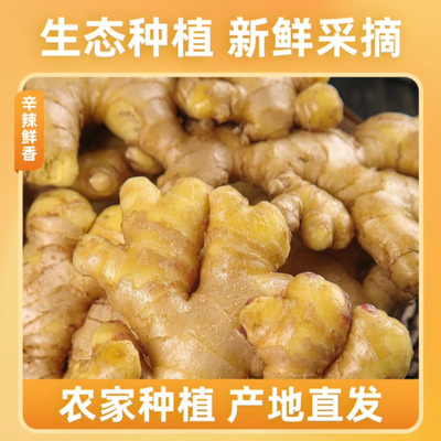 山东特产大黄姜新鲜辛辣味浓的生姜大块姜3斤5斤9斤包邮