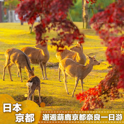 日本京都奈良一日游