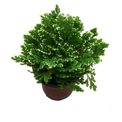 卷柏九死还魂草蕨类植物盆栽苗