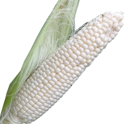 香甜糯玉米种子审定品种