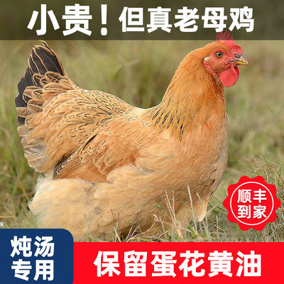 三物纪正宗新鲜皖南黄油老母鸡土鸡土鸡农家整鸡顺丰包邮
