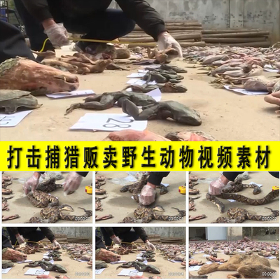 公安森林警察打击捕猎盗猎贩卖食用野生动物行动视频素材