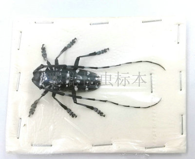 A1品质 未整姿 星天牛 Anoplophora chinensis 昆虫甲虫标本