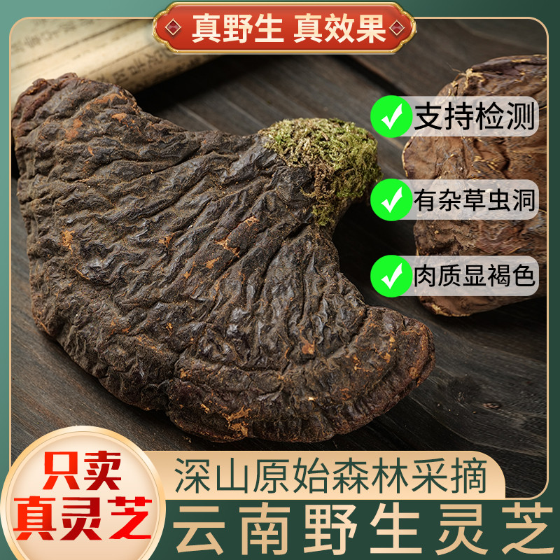 野生灵芝正品云南纯天然灵芝整枝赤灵芝整朵林芝礼盒非长白山西藏