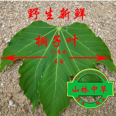 新鲜桐树叶桐子叶现摘粑粑叶油桐树叶桐油树叶100片包邮