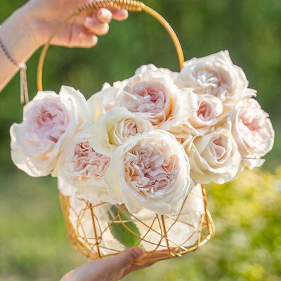 天狼月季香腮雪自育大花浓香新手易养护观赏性玫瑰植物盆栽苗