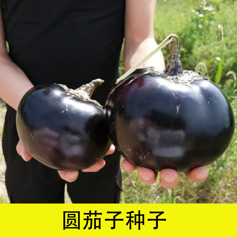 可以留种农家紫皮圆茄子四季春季球形好吃可盆栽蔬菜种子籽孑