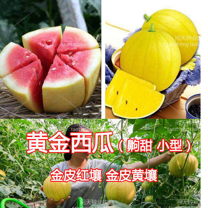 早熟高产金皮小西瓜金玲珑朝阳四季春季盆栽好吃蔬菜水果种子籽孑