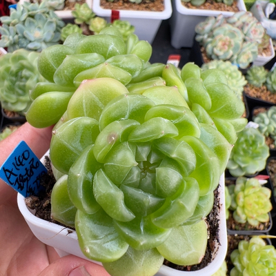 A140,超级大三头孤品珍妮