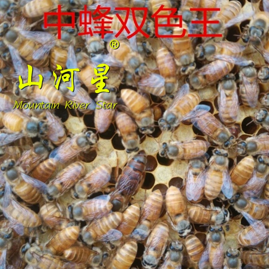 中蜂蜂王活体双色杂交阿坝红环黑背授粉闽野蜂本地土蜂产卵处女王