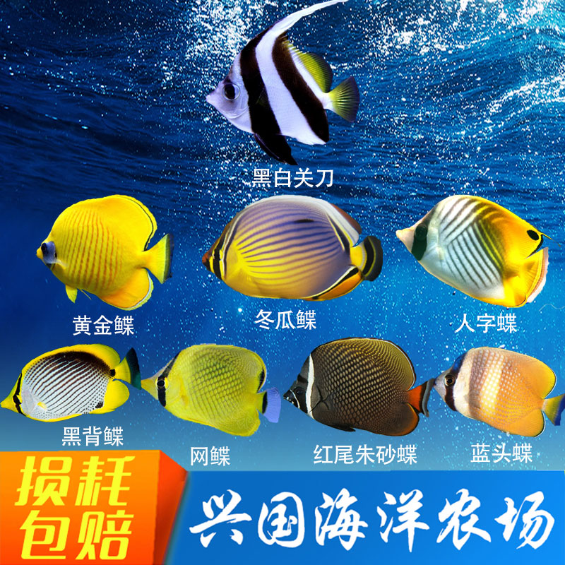 鲽鱼蝶鱼黑白关刀人字网蝶红尾蝶钻石蝶黄金蝶黄火箭蓝头蝶朱砂蝶