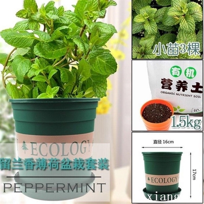 Herbs mint rosemary tHyme spices plant seedlings basi