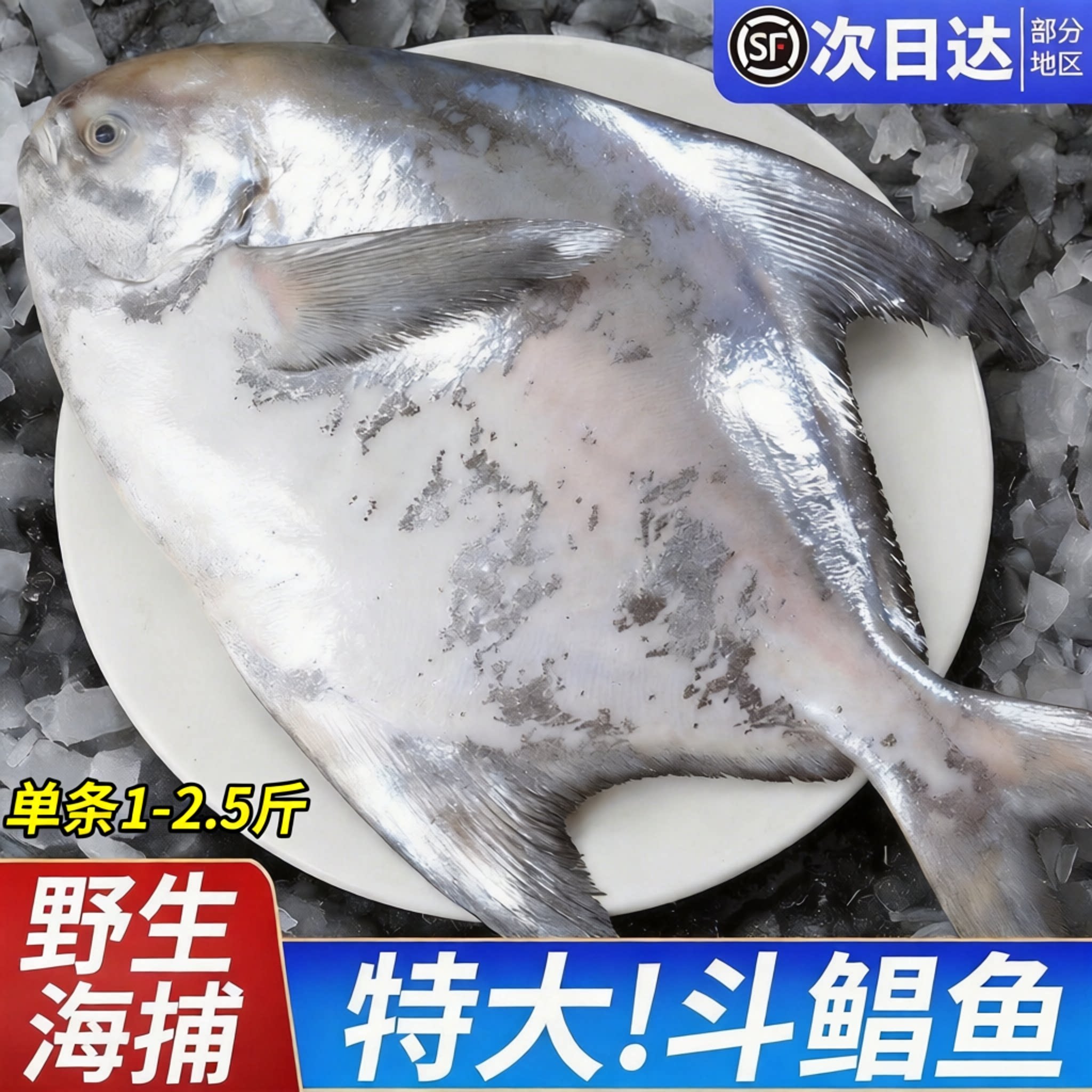 【顺丰到家】深海斗鲳鱼东山岛斗鲳鱼海捕大海鱼冰鲜冷冻鲳鱼新鲜