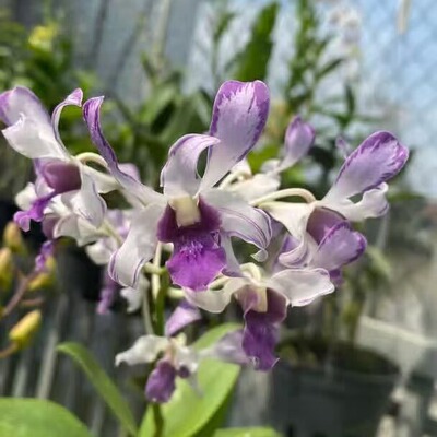 雅韵堂阳台花园爆花泼墨石斛兰花