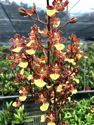 Trichocentrum（Windward Beauty x Maui Gold) 虎头蜂铁板文心兰