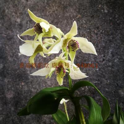 番茄雅韵堂奇珍种石斛兰兰花耐开