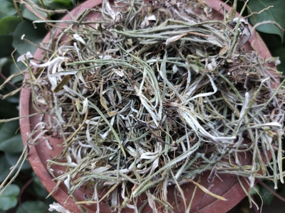 中草药 地棉 叶下白 天青地白  上青下白 小火草 新货一斤30包邮