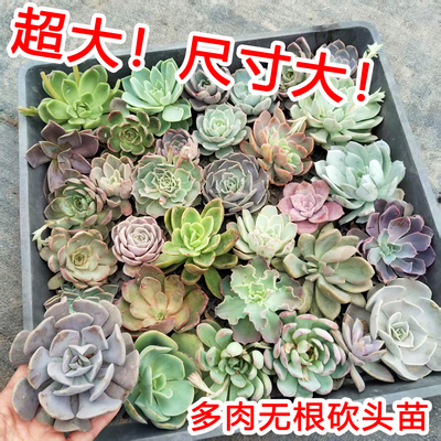 7-10ｃｍ超大砍头苗！质量好！多肉植物无根肉肉种苗小苗组合盆栽