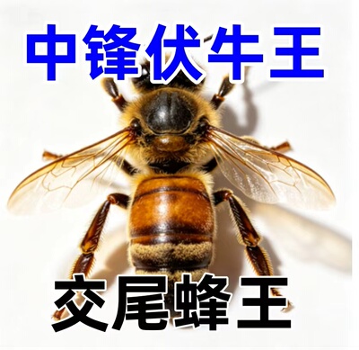 中蜂蜂王自然交尾蜂群伏牛种王土蜂杂交双色开产王四川广东产卵王