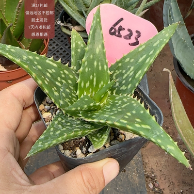 6523原生芦荟实生