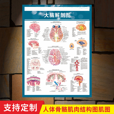 大脑解剖图人体脑部神经结构海报